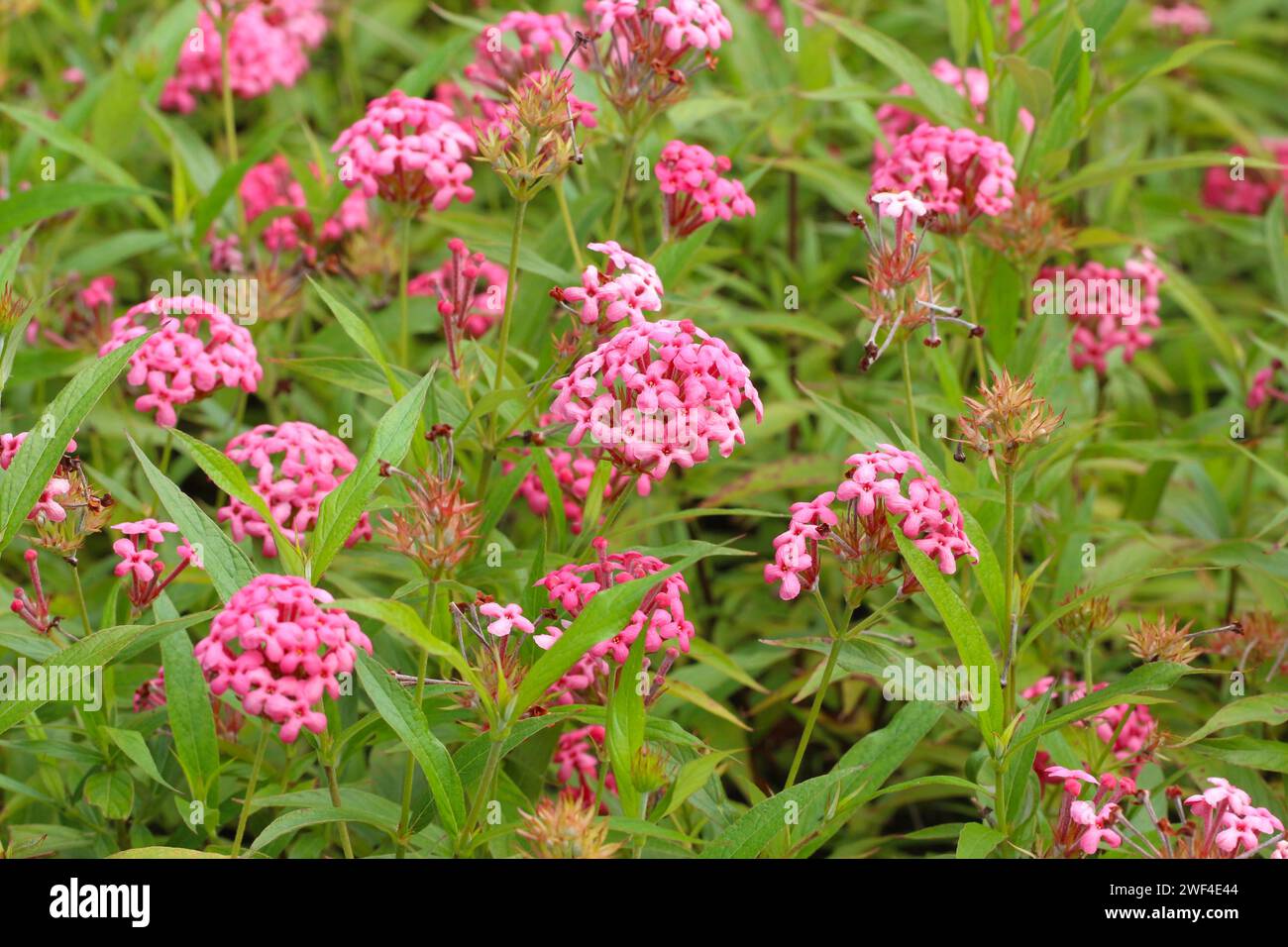 Panama rose plant hi-res stock photography and images - Alamy