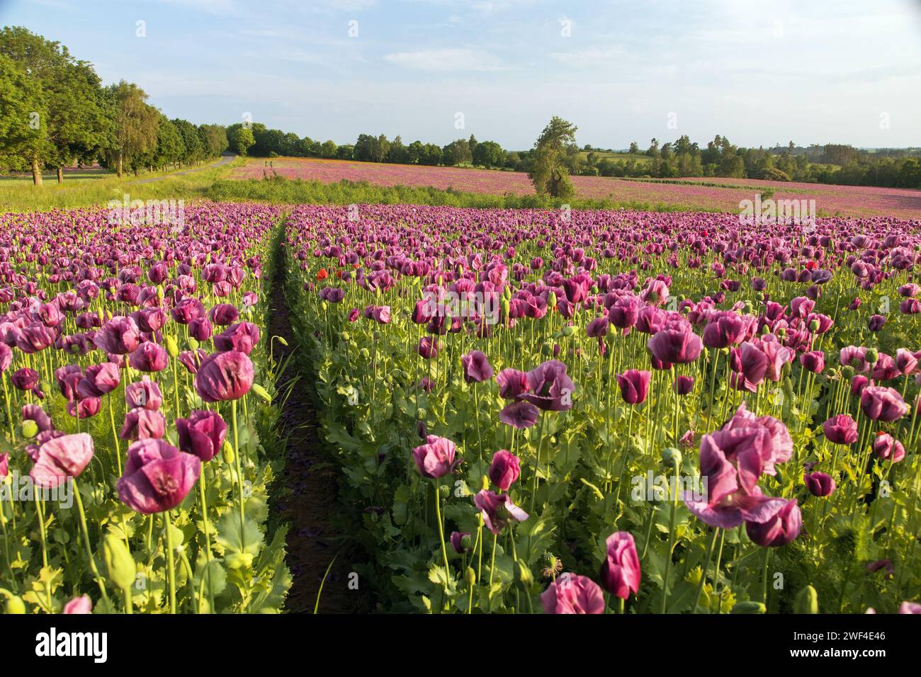 Flowering opium poppy field with pathway, in Latin papaver somniferum ...