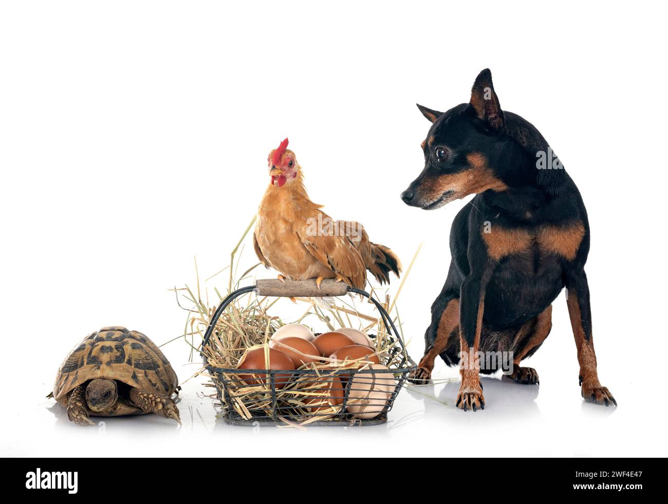 chicken, pinscher and turtle in front of white background Stock Photo ...