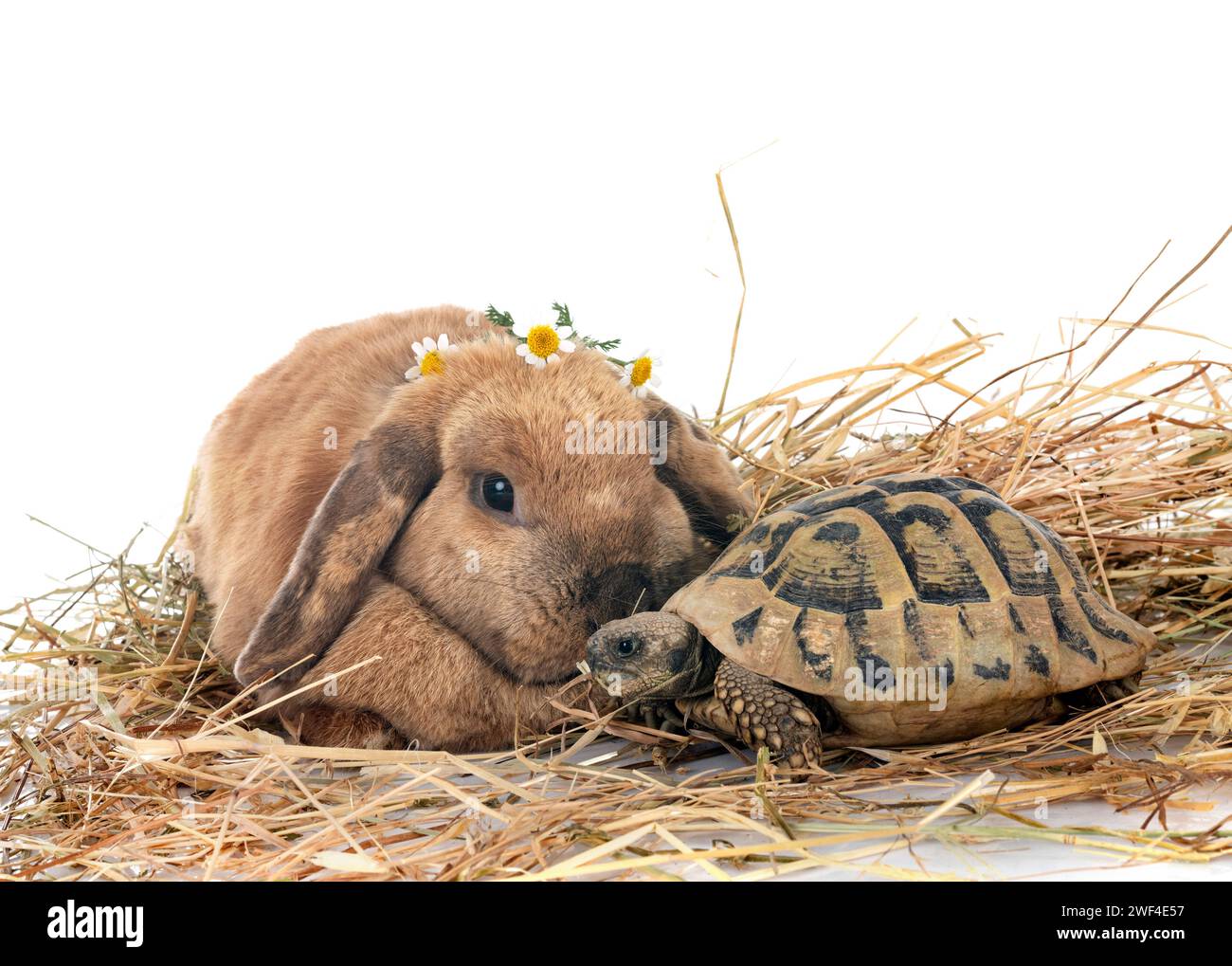 rabbit and turtle in front of white background Stock Photo - Alamy