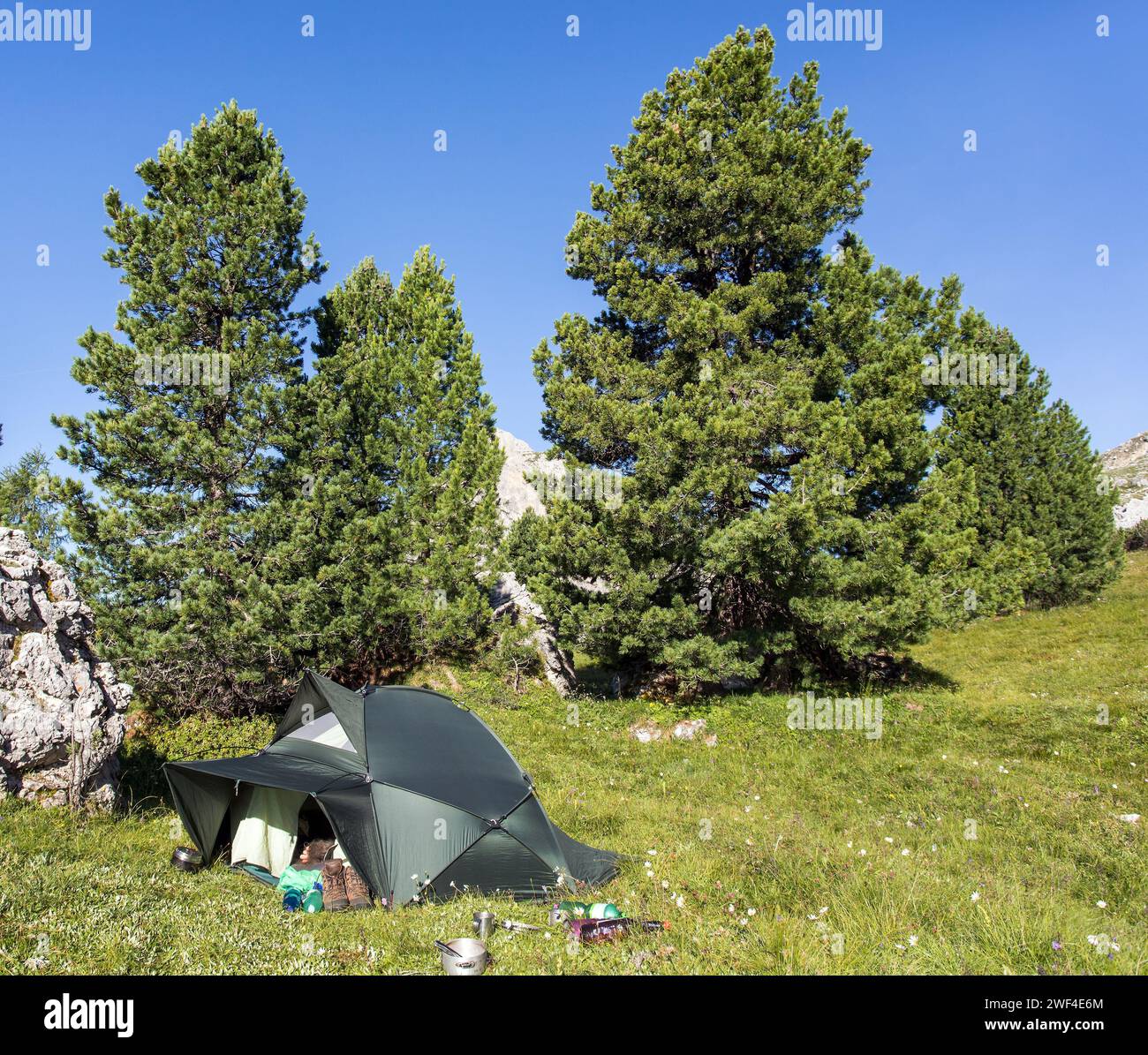 green hiking tent in a meadow by the pine forest and Alps Dolomites ...