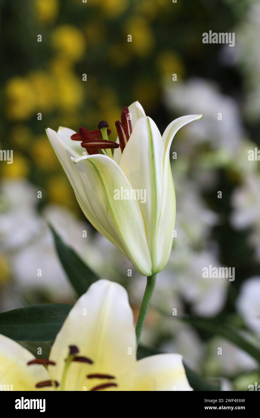 Mixed yellow hi-res stock photography and images - Alamy