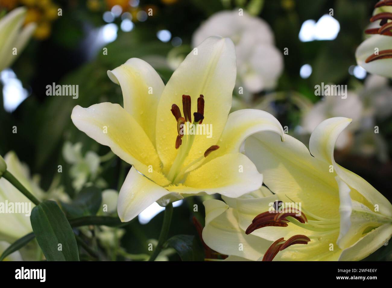White lilies mixed yellow is blooming in the garden, flower photography ...