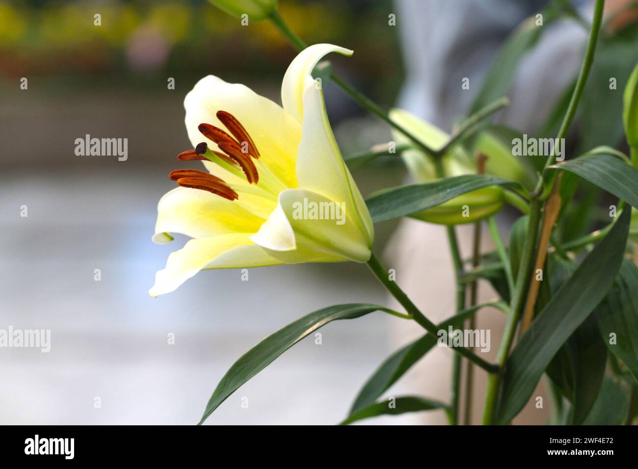 White lilies mixed yellow is blooming in the garden, flower photography ...