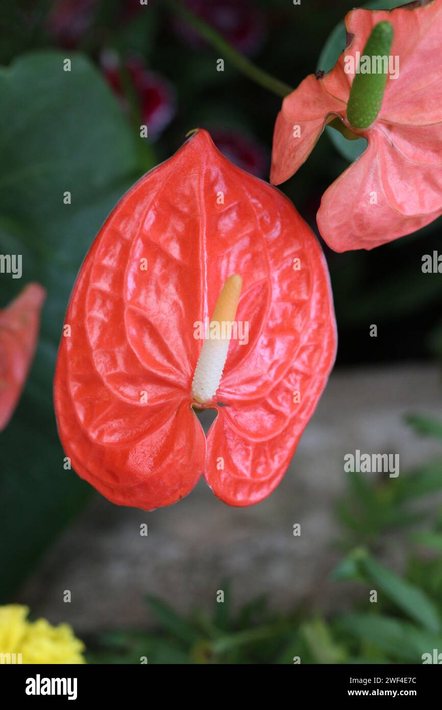 Orange Flamingo flower or anthurium flowers blooming in the garden ...