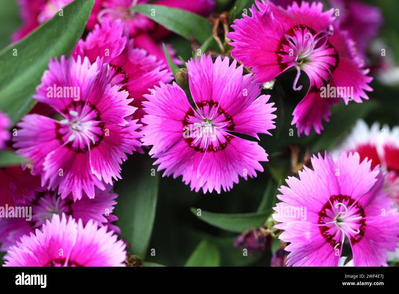 Dianthus cultivation hi-res stock photography and images - Alamy