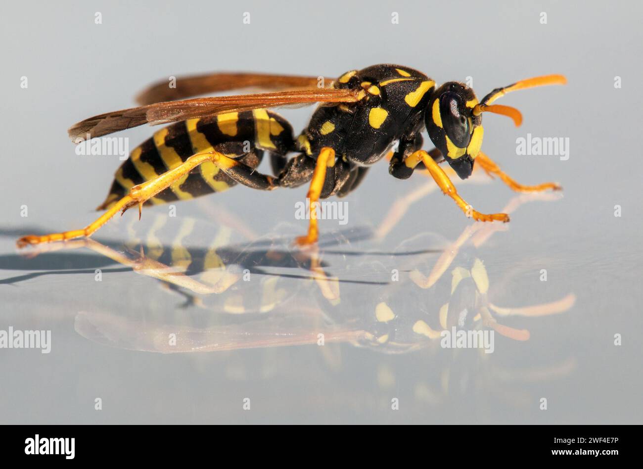 Mirroring wasp, European common wasp German wasp or German yellow ...