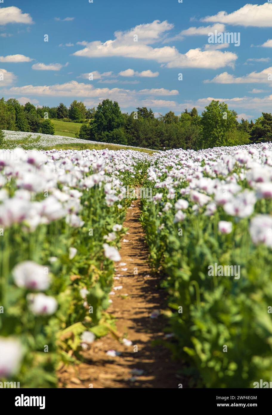 Flowering opium poppy field with pathway, in Latin papaver somniferum, white colored poppy is ...