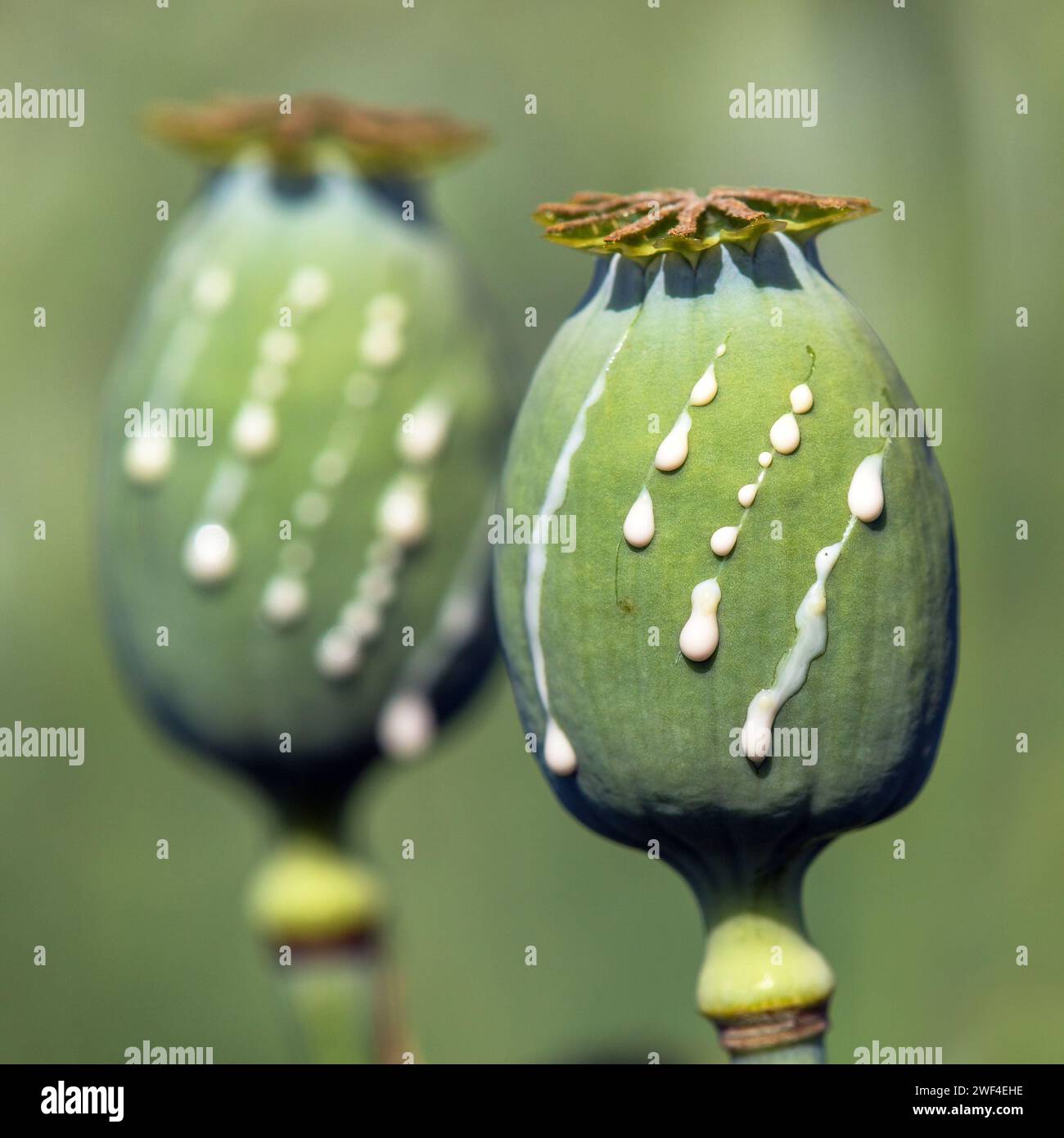 Opium poppy latex hi-res stock photography and images - Alamy