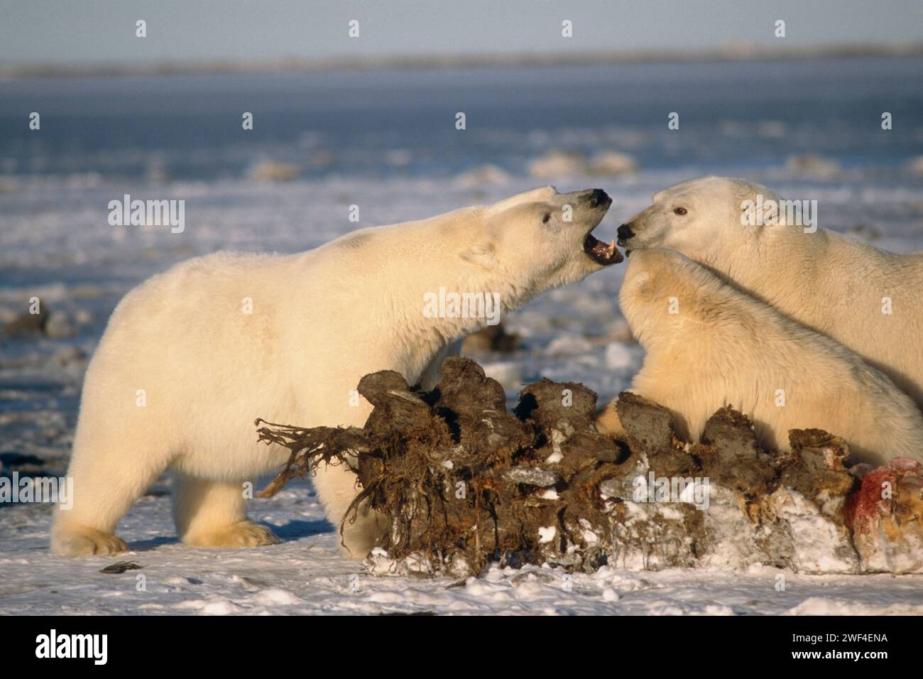 polar bears, Ursus maritimus, fighting over and scavenging a bowhead ...