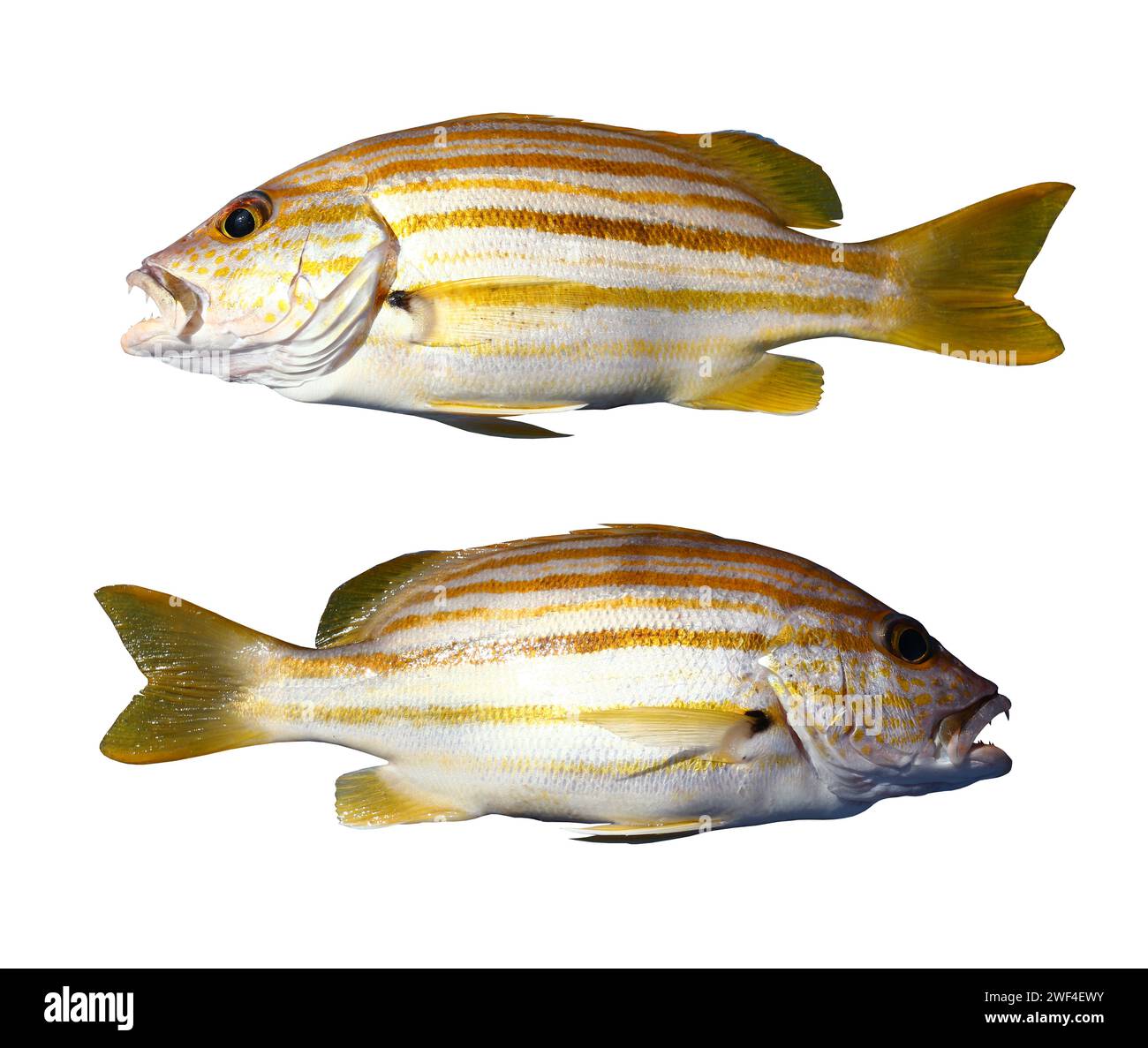 Spanish flag snapper or Stripey snapper fish isolated on white ...