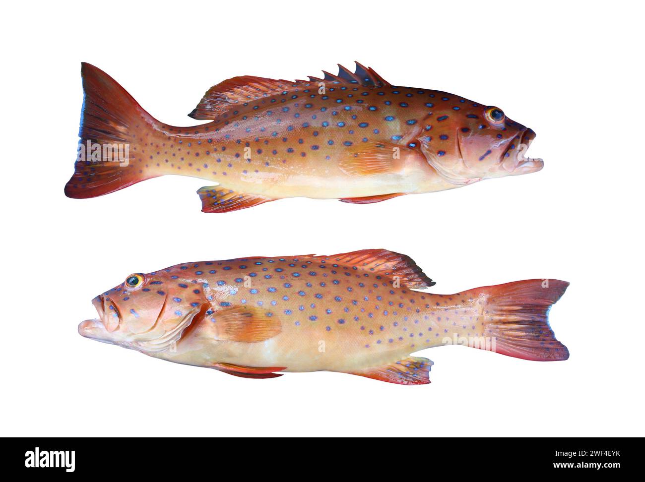 Pet food png Cut Out Stock Images & Pictures - Alamy