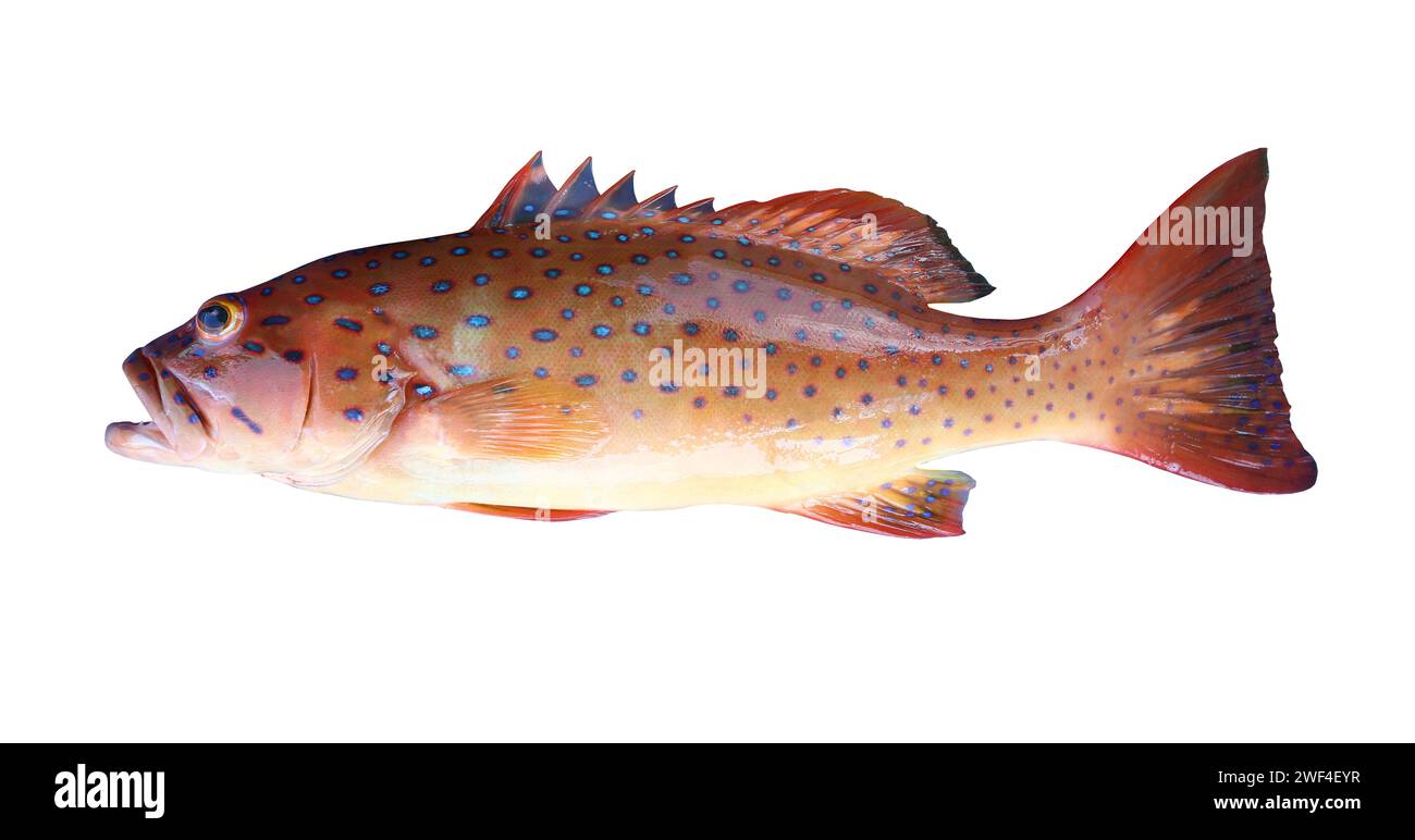 Coral trout hi-res stock photography and images - Alamy