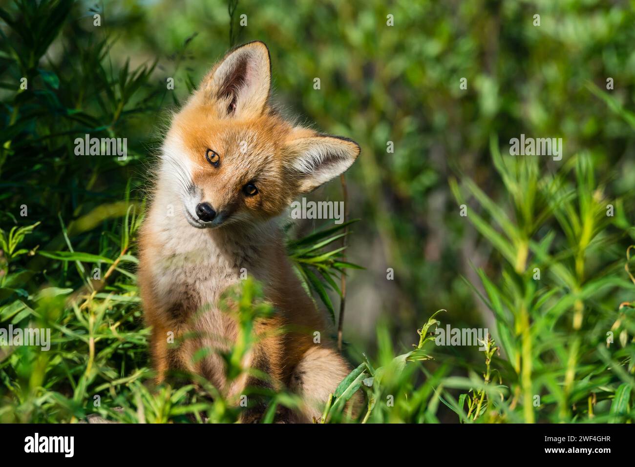 Fox pup in Tombstone Territorial Park Stock Photo - Alamy