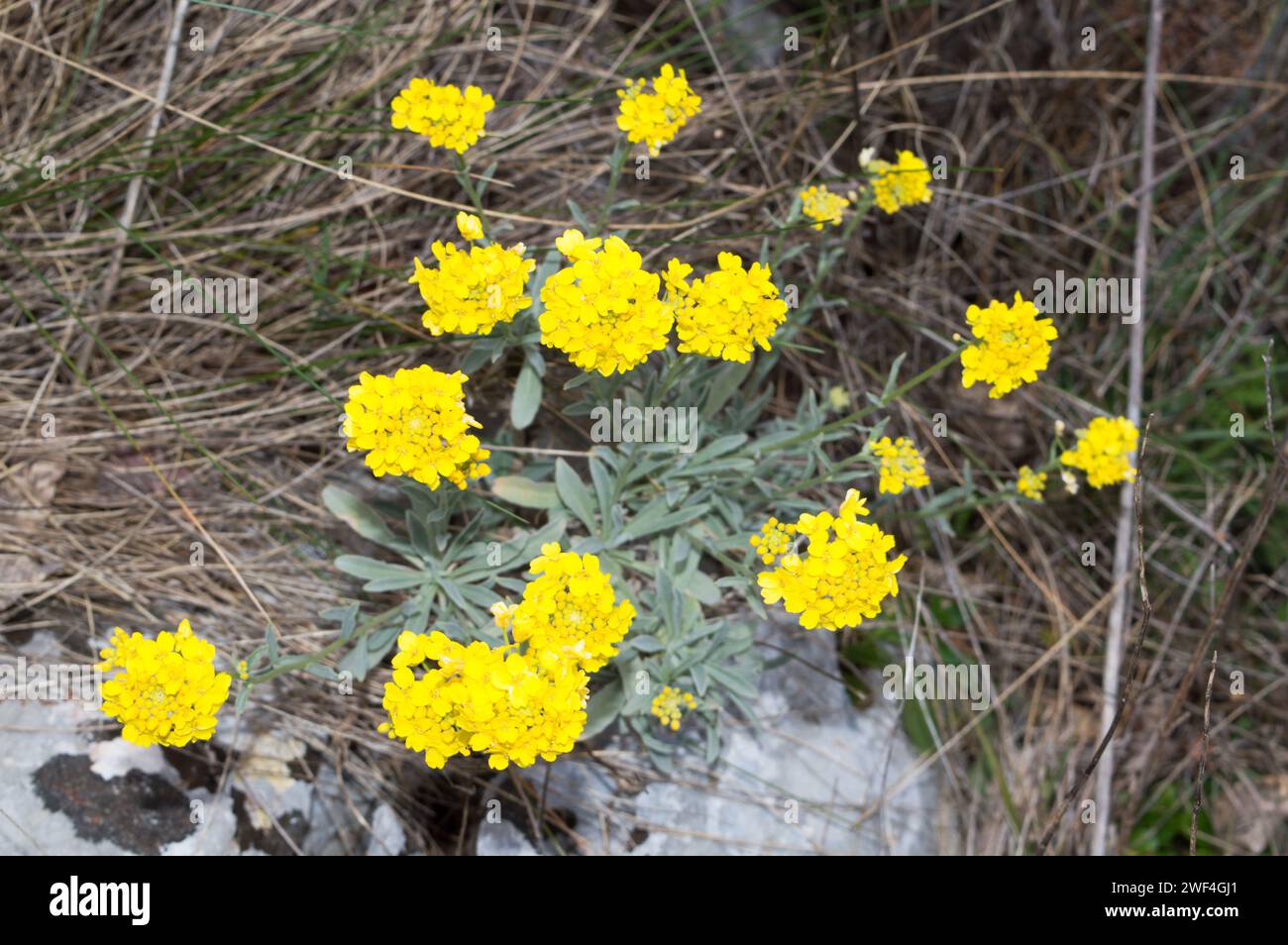 Mountain gold, Alyssum montanum plant in bloom with bright yellow ...