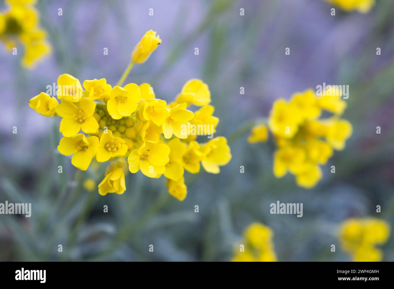 Mountain gold, Alyssum montanum plant in bloom with bright yellow ...
