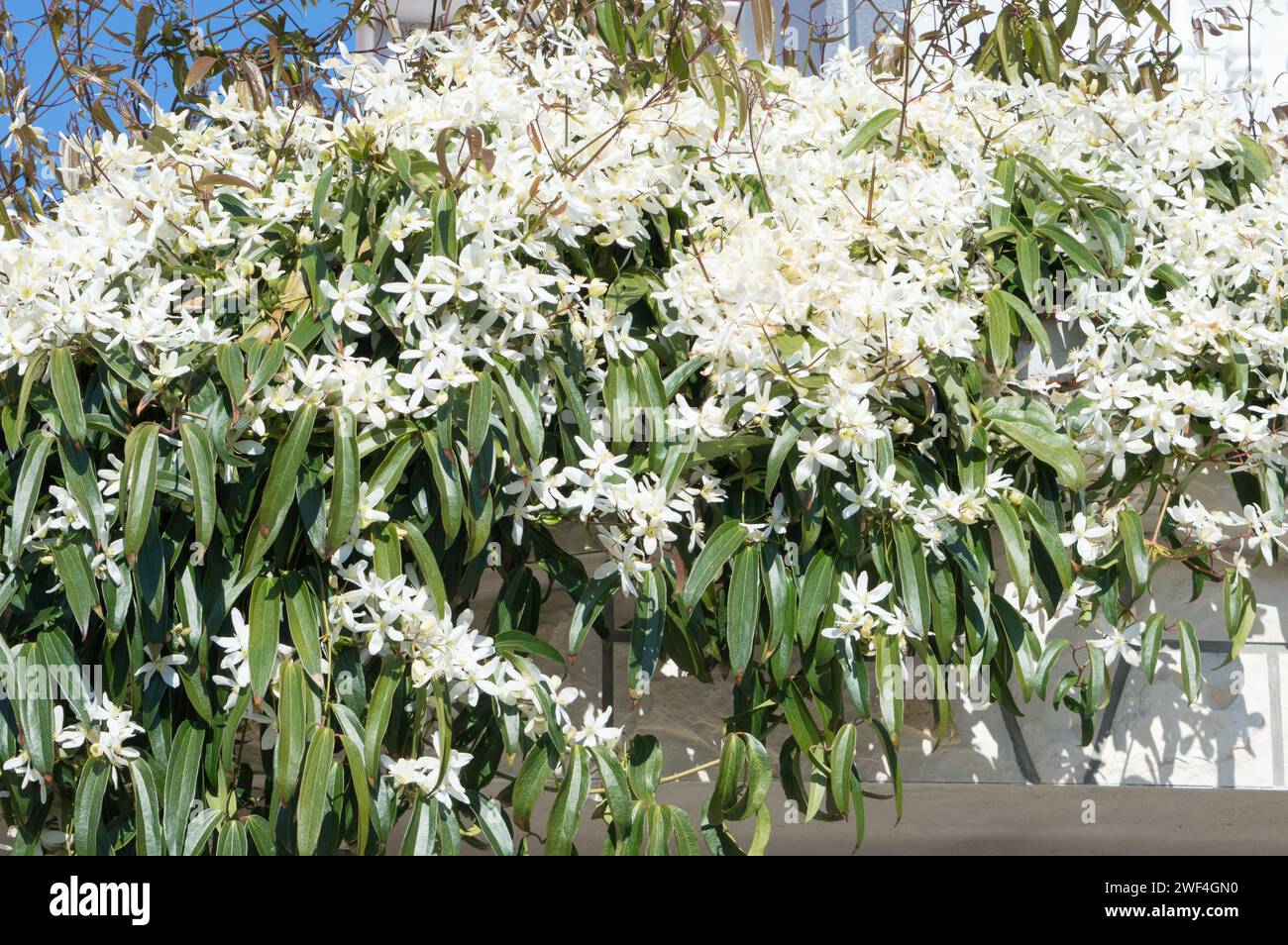 Armand clematis plant in bloom, flowering climbing plant with white ...