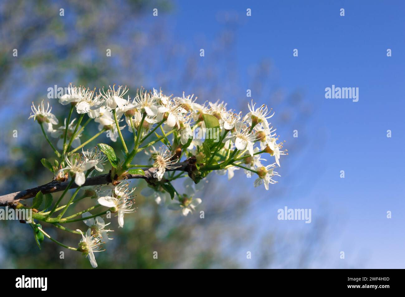 Wild pear fruit hi-res stock photography and images - Alamy