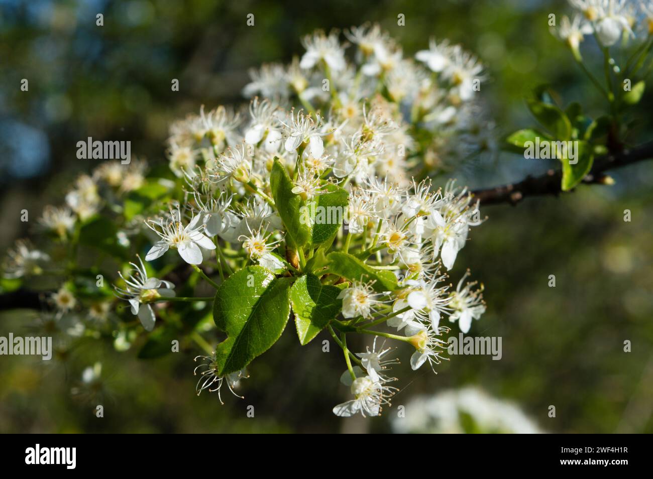 Wild pear fruit hi-res stock photography and images - Alamy