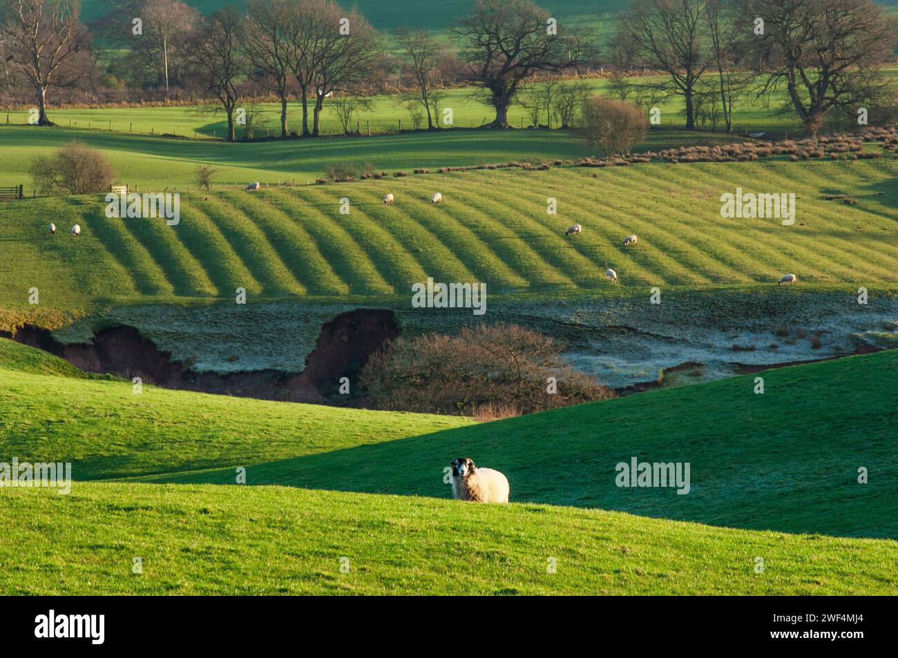 Ridges and furrows in fields seen from Hadrians Wall, United Kingdom ...