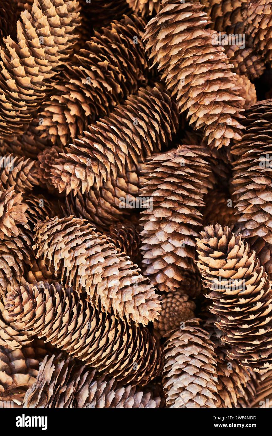 A pile of dry cones from conifer trees Stock Photo - Alamy