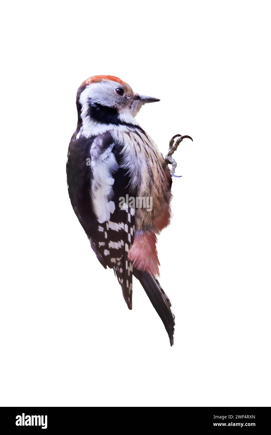 Middle spotted woodpecker isolated on white background (Dendrocoptes ...