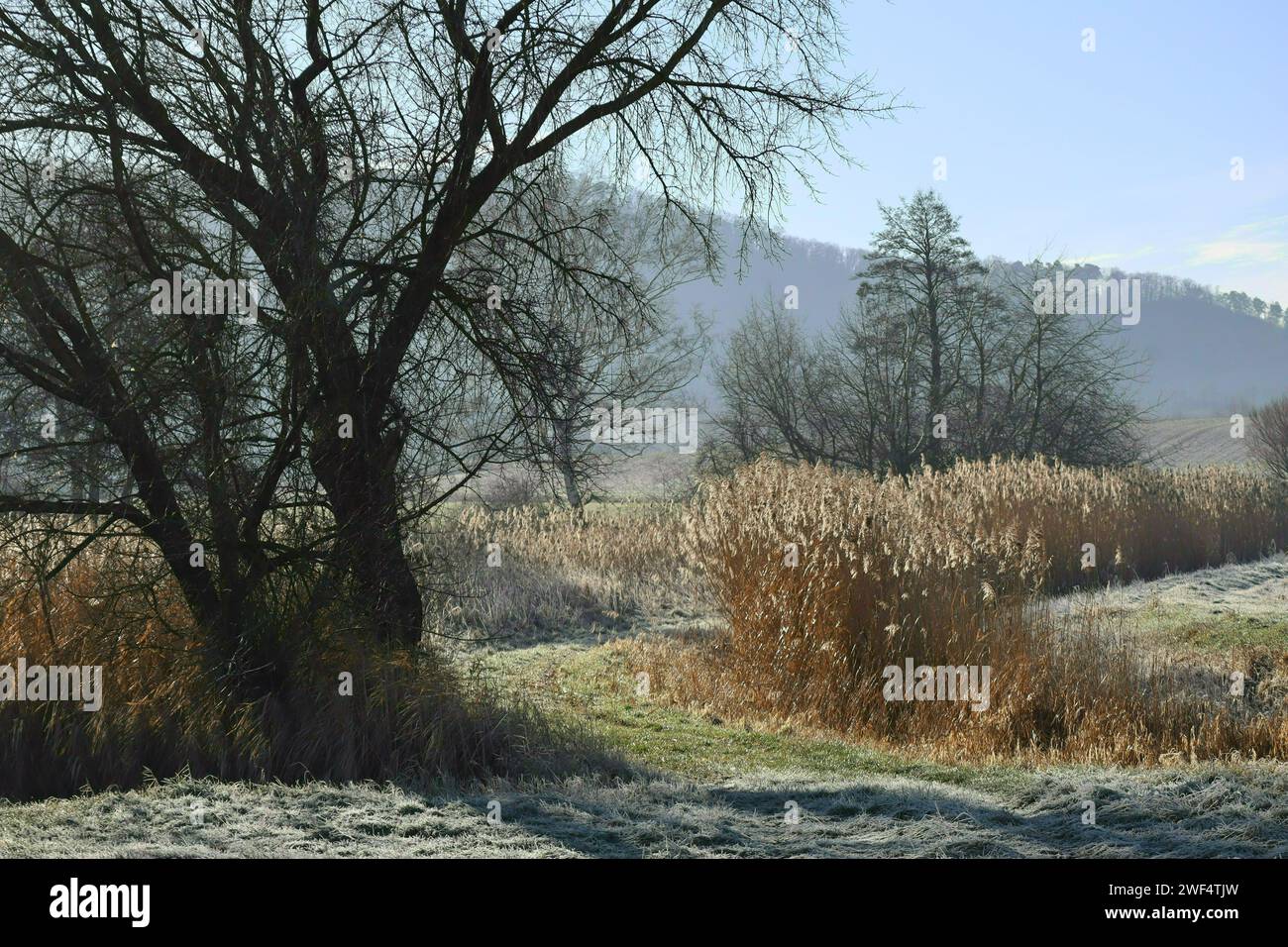 Reed area in the Backlight with Ground frost zone Stock Photo - Alamy