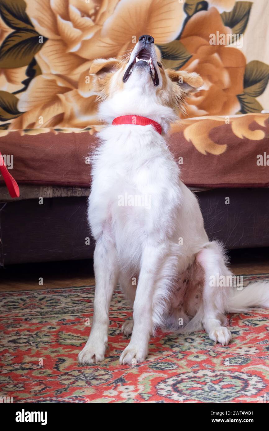 Resting funny yawn yawning pet hi-res stock photography and images - Alamy