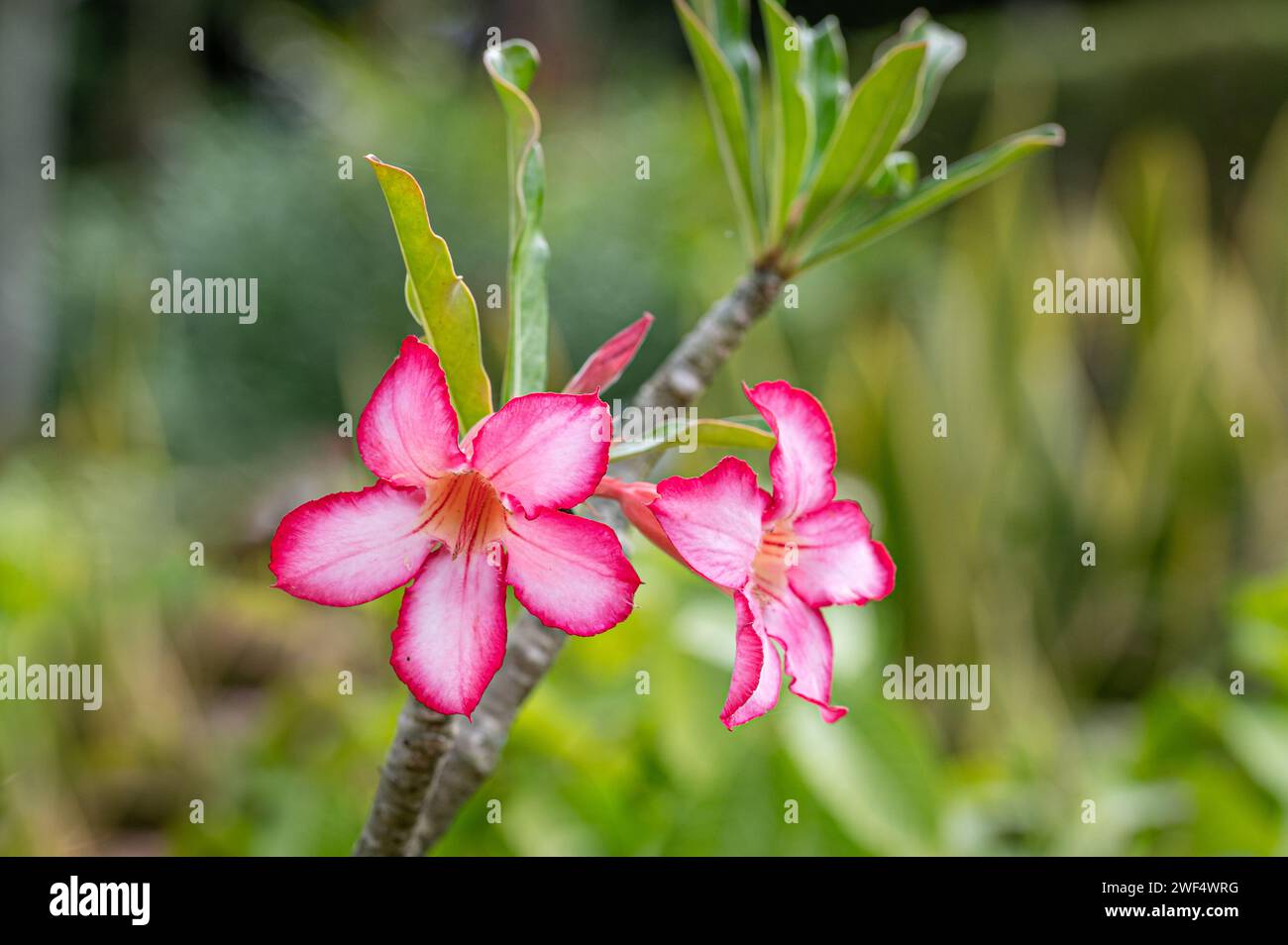 In bloom Adenium obesum also known as the Desert Rose, Sabi star, kudu ...