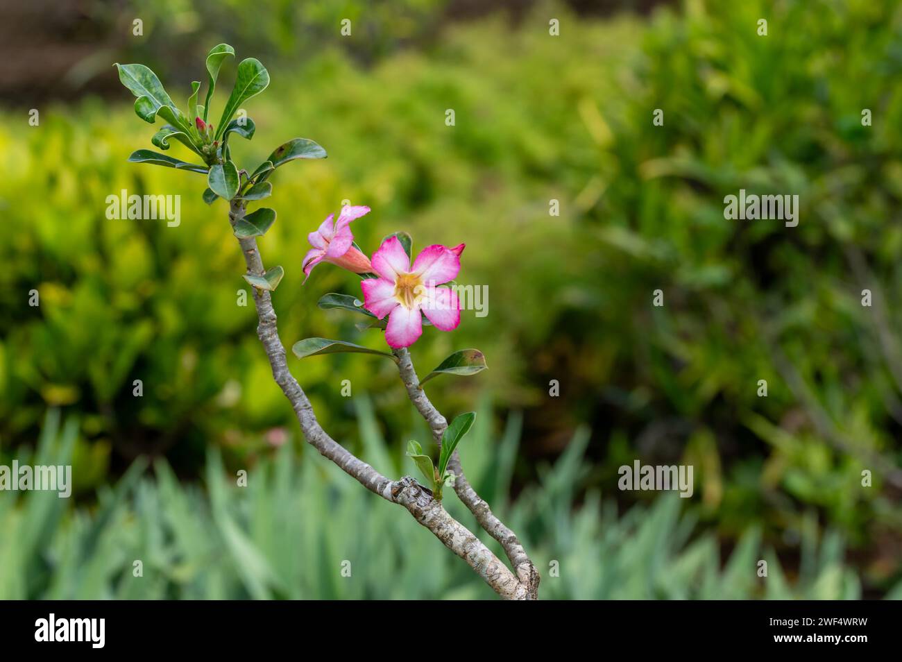 In bloom Adenium obesum also known as the Desert Rose, Sabi star, kudu ...