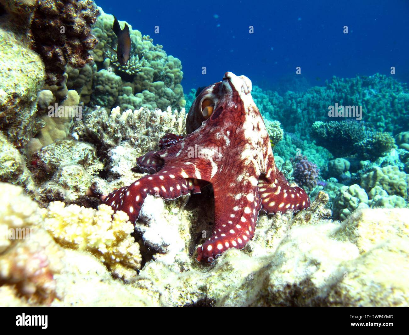 Big Blue Octopus (Octopus cyanea) Octopus. Big Blue Octopus on the Red ...