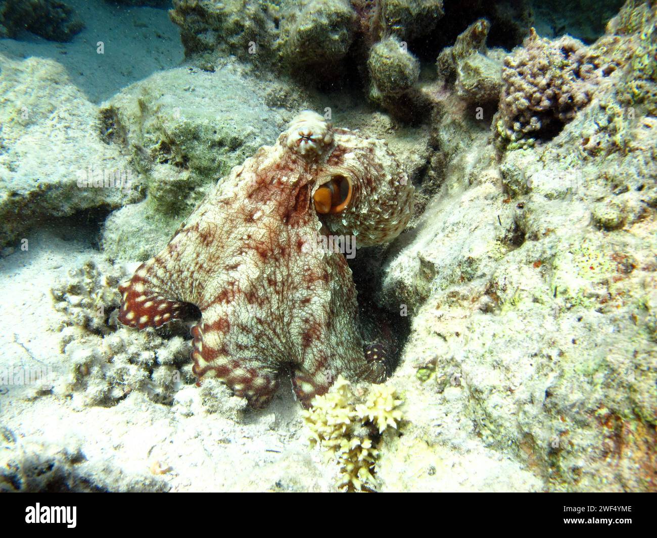 Big Blue Octopus (Octopus cyanea) Octopus. Big Blue Octopus on the Red ...
