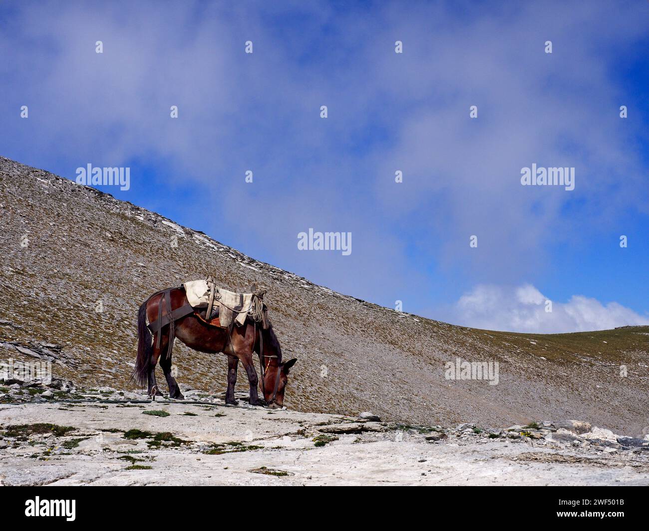 Transport mule eating in mountain valley under blue sky and white ...