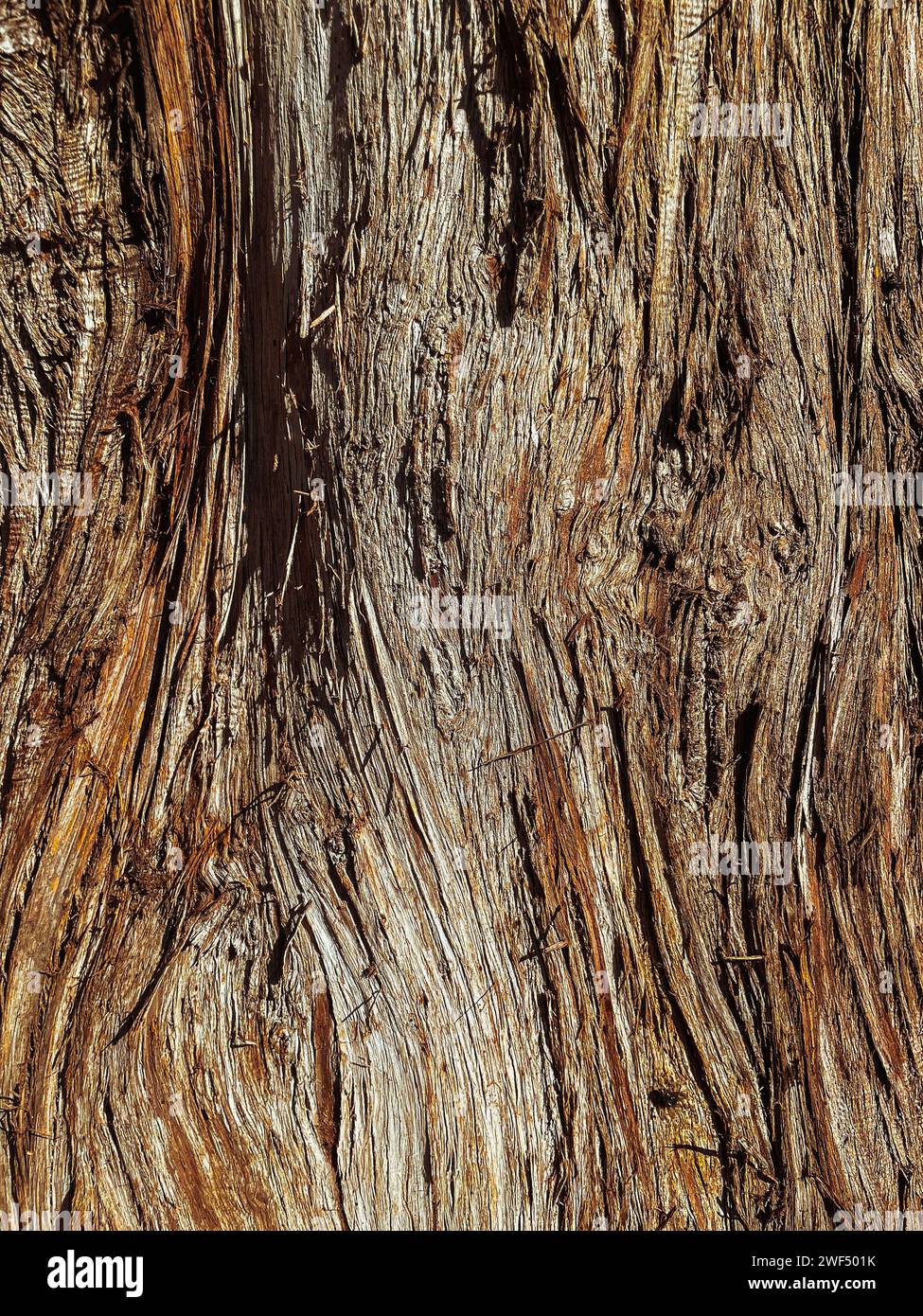 Teak bark hi-res stock photography and images - Alamy