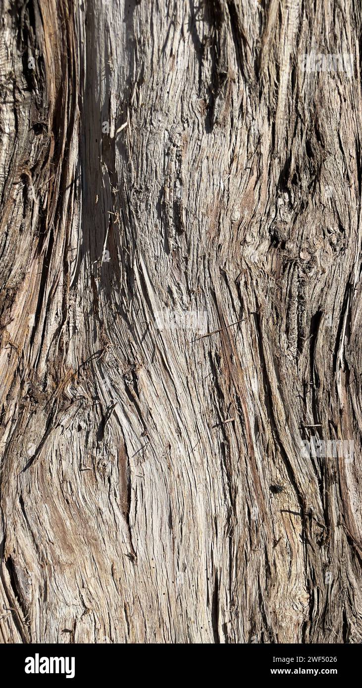 Teak bark hi-res stock photography and images - Alamy
