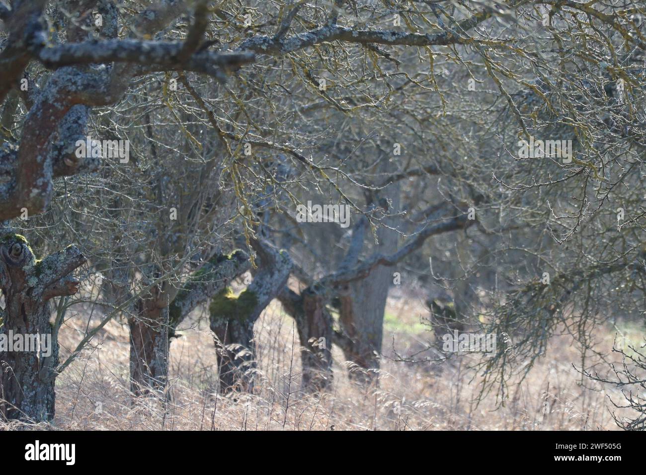 Rare old orchards hi-res stock photography and images - Alamy