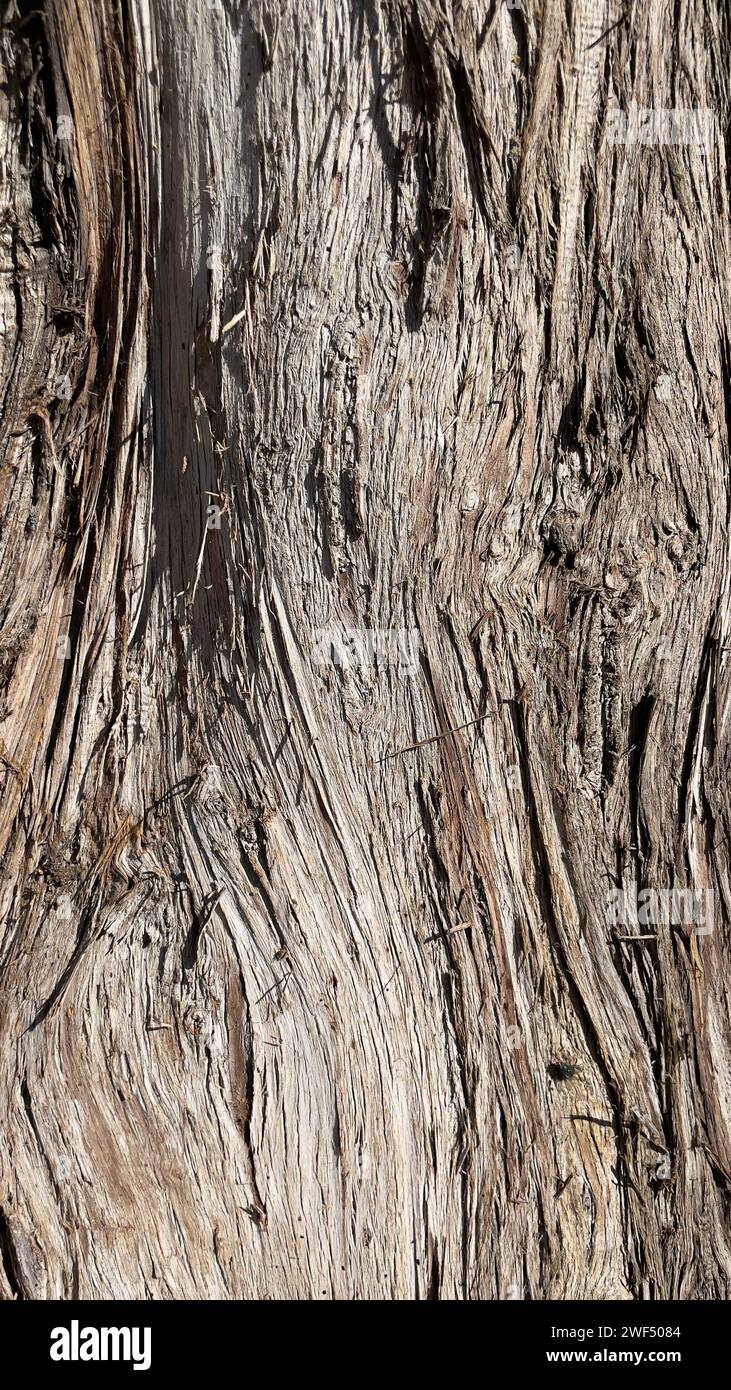 Teak bark hi-res stock photography and images - Alamy