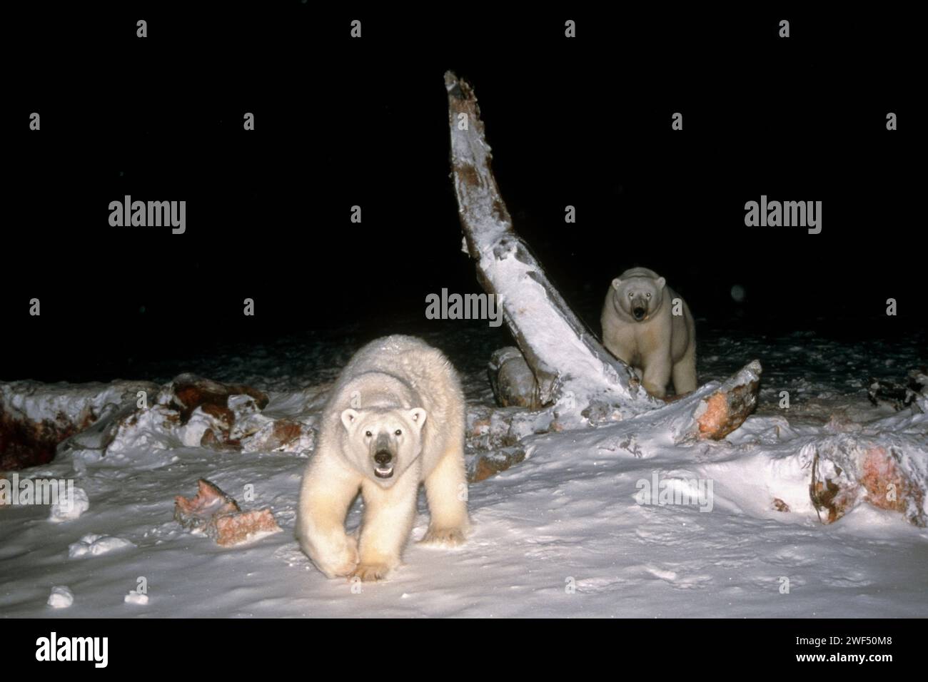 polar bears, Ursus maritimus, scavenging a bowhead whale, Balaena ...