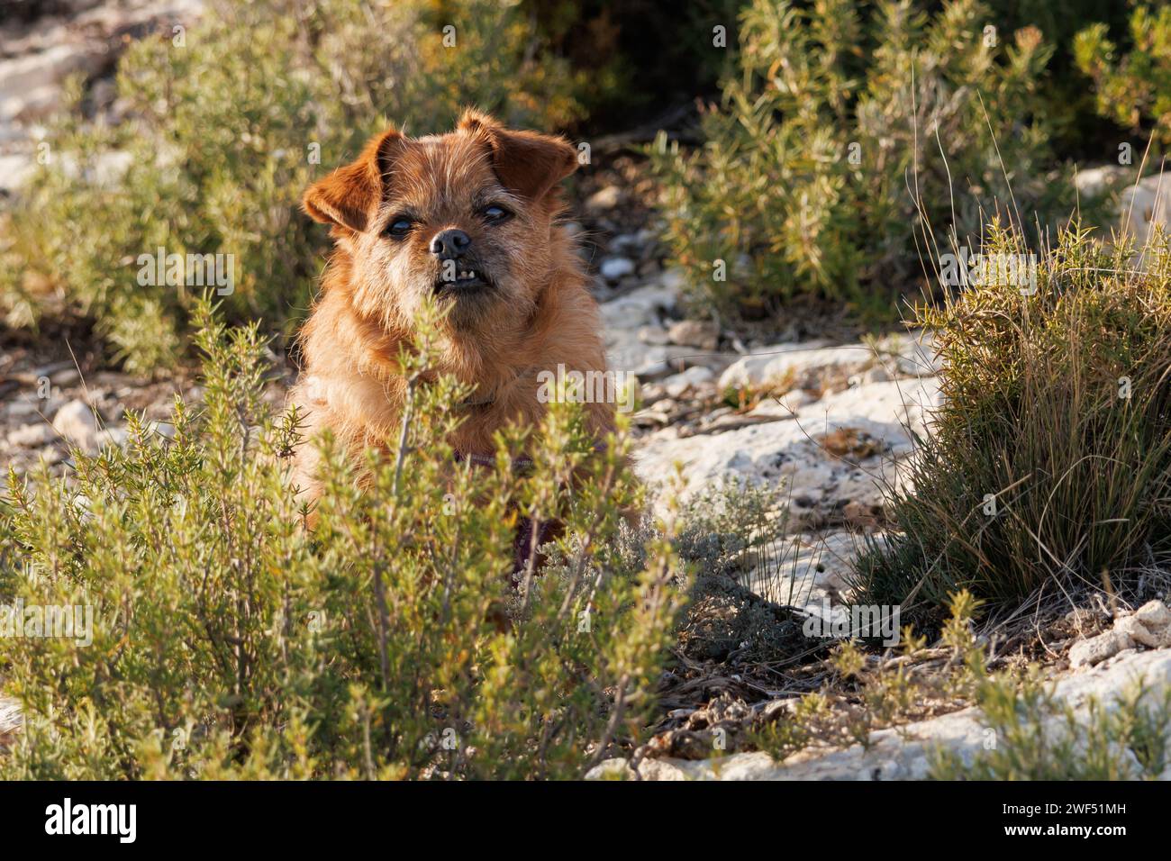 My dog Nami looking at the camera behind a rosemary plant with the side ...