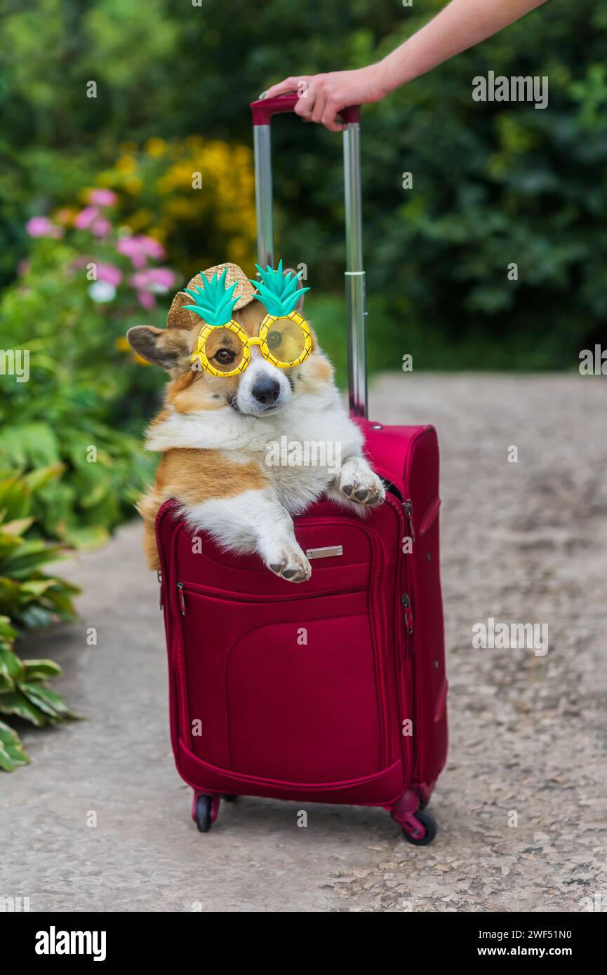 cute corgi dog in sunglasses peeks out of an open suitcase for ...