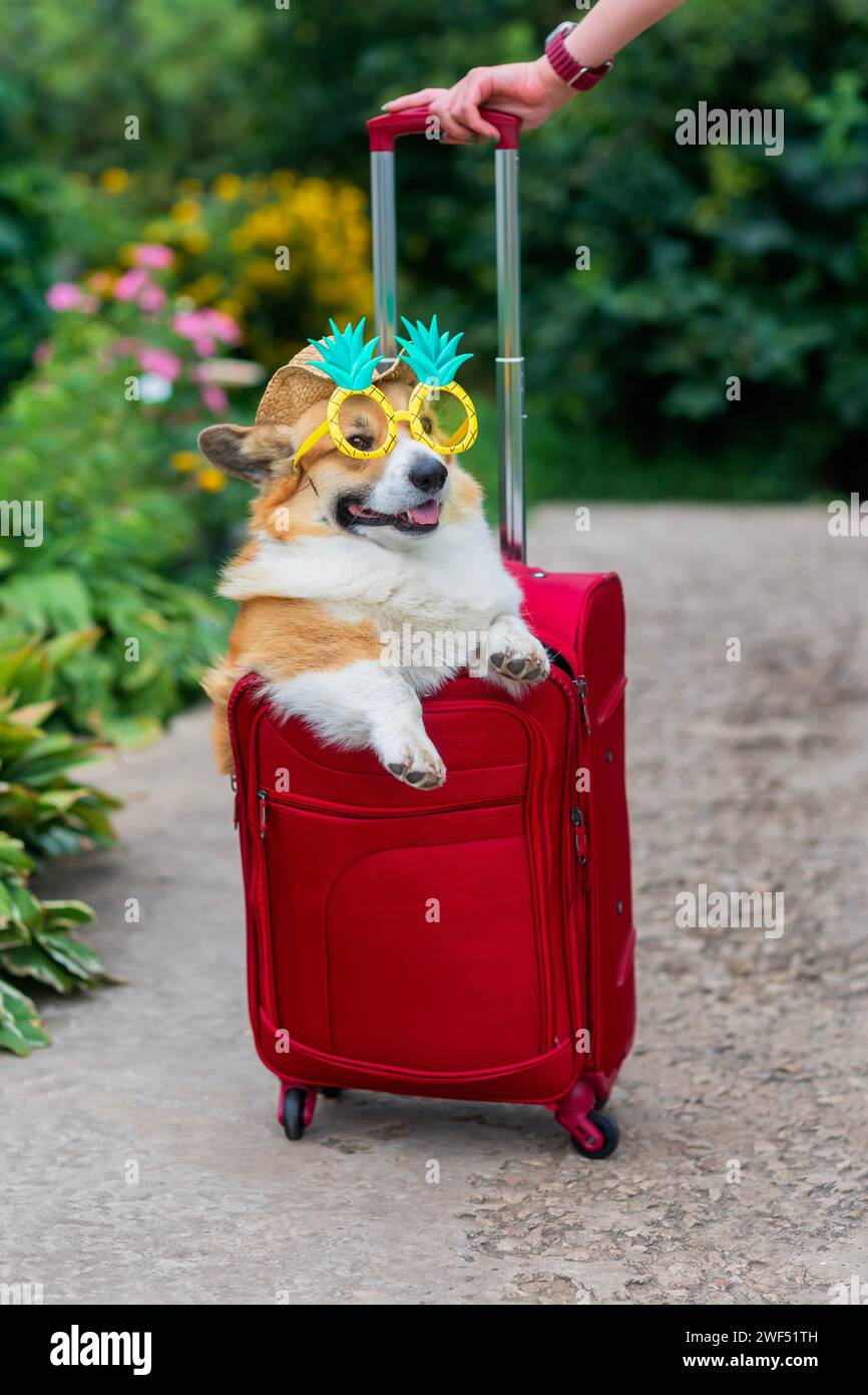 corgi dog in sunglasses peeks out of an open red suitcase for traveling ...