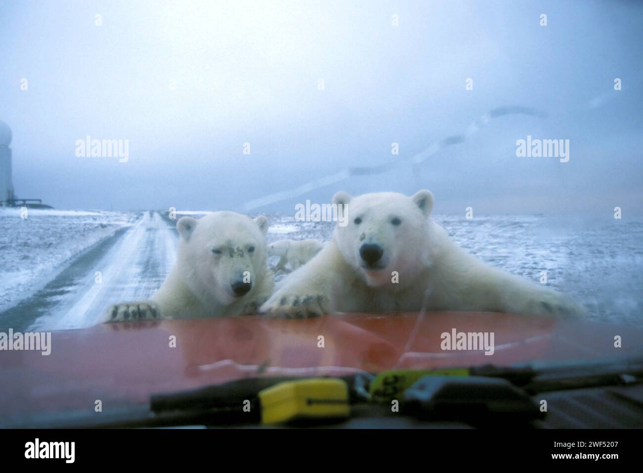 polar bears, Ursus maritimus, check out a pickup truck, 1002 area of ...