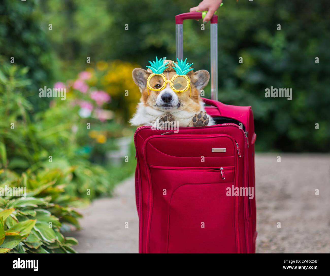 cute corgi dog in sunglasses peeks out of an open red suitcase for ...