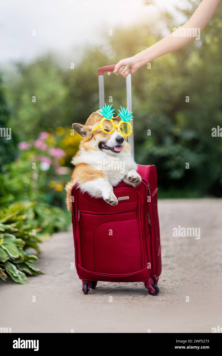 cute corgi dog in sunglasses peeks out of an open red suitcase for ...