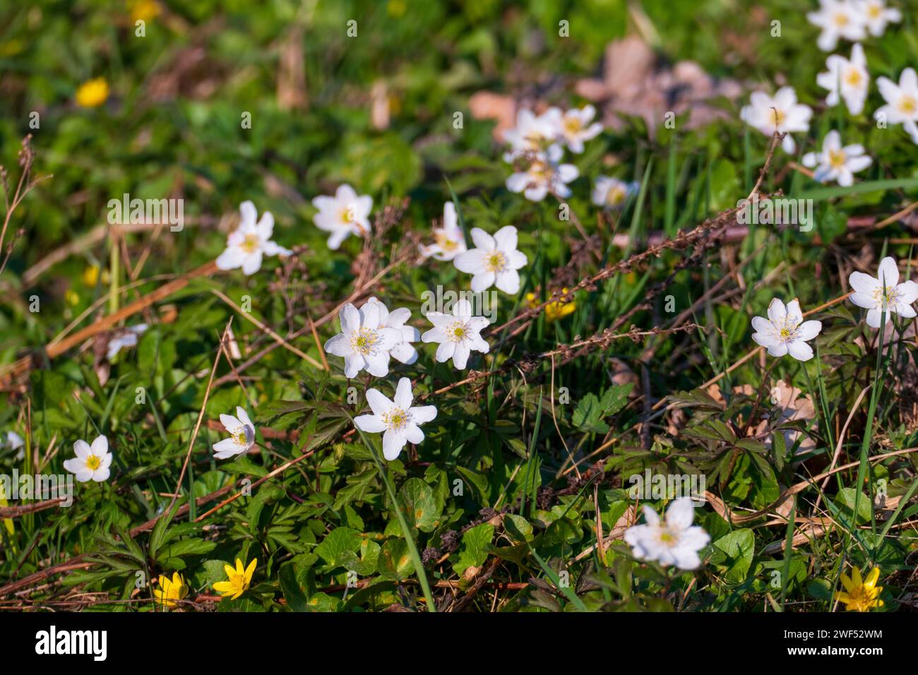 Buschwindröschen, Anemone nemorosa, mit weißen Blüten im Frühjahr Stock ...
