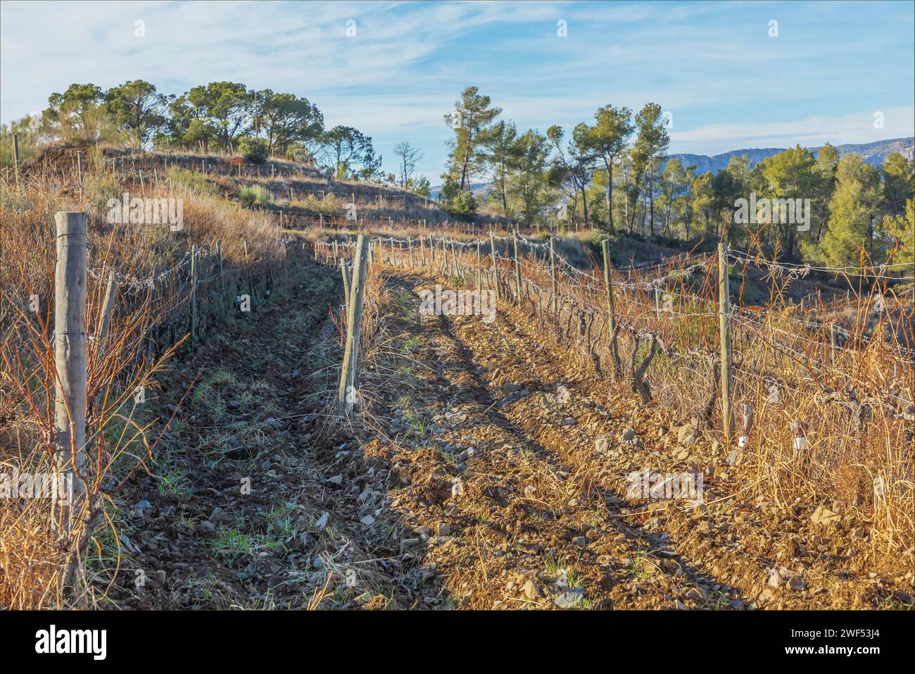 The tarraces and unique vineyard soils of the Priorat region of North ...