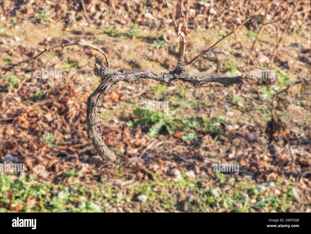 Guyot training hi-res stock photography and images - Alamy