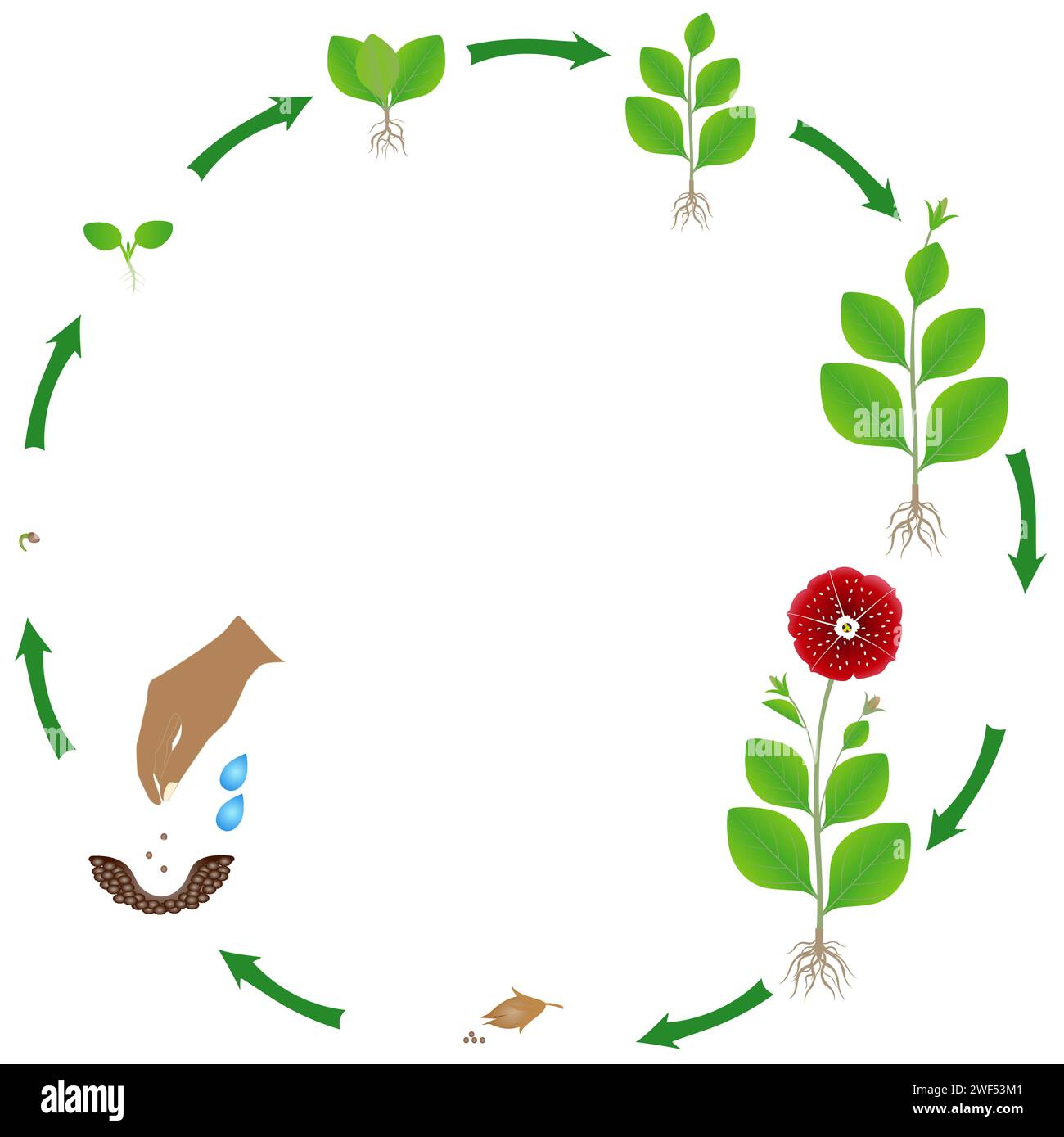 Life cycle of petunia plant on a white background Stock Vector Image ...