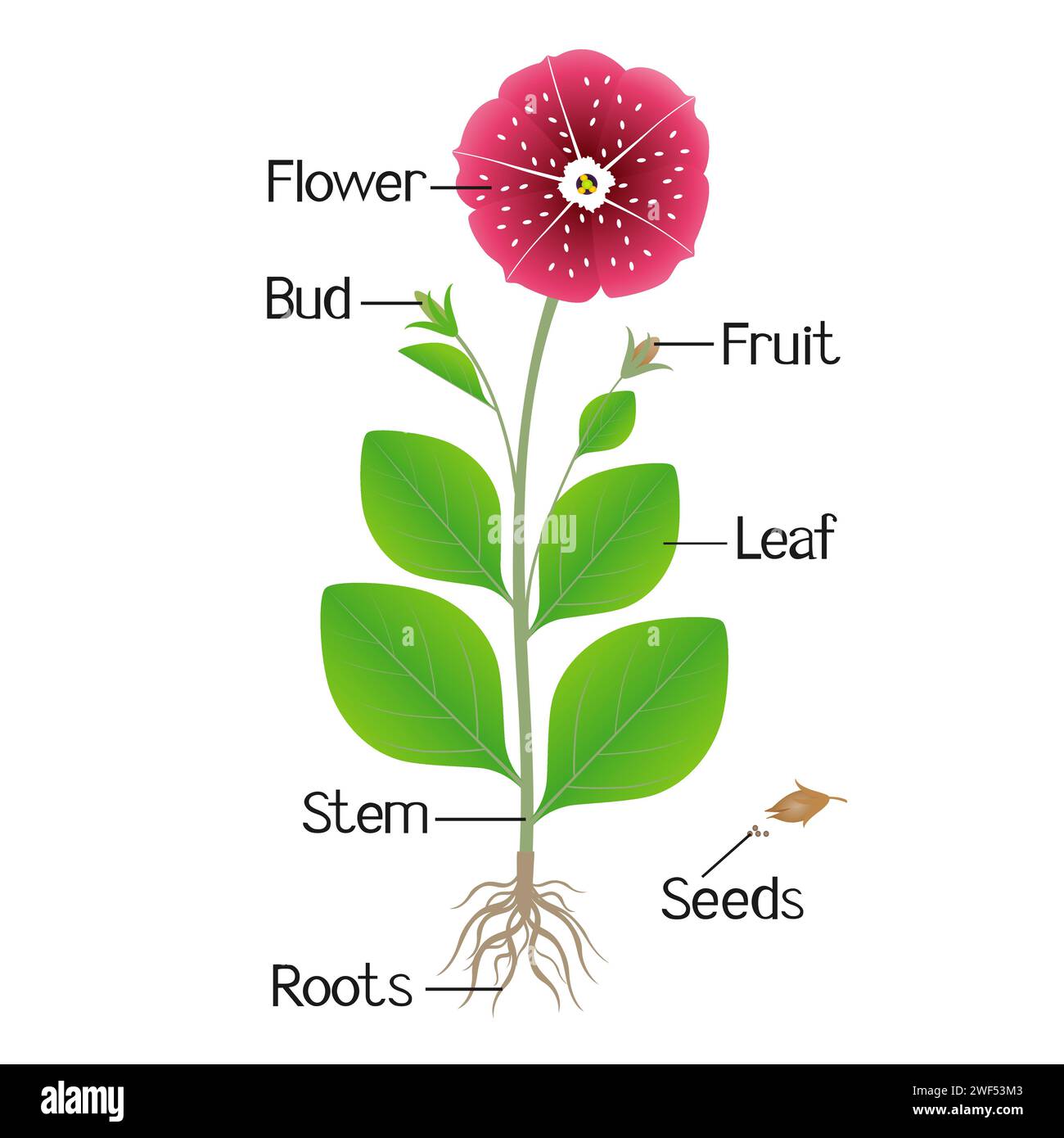 Parts of petunia plant on a white background Stock Vector Image & Art ...