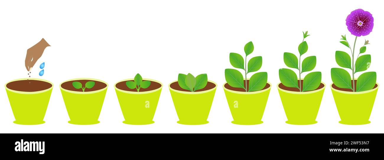 Growth cycle of petunia in a pot on a white background Stock Vector ...